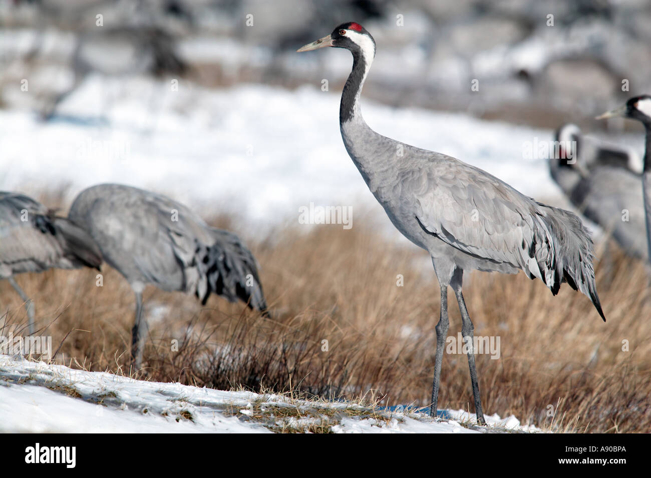 Common European Crane (Grus grus). Gallocanta, Spain Stock Photo - Alamy