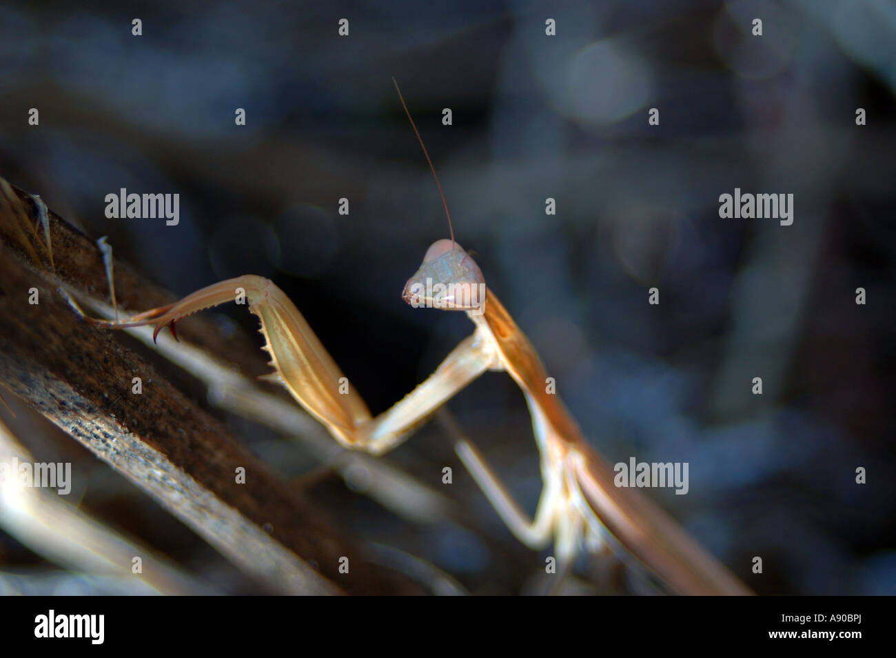 Grasshopper insect mantle religious hi-res stock photography and images ...