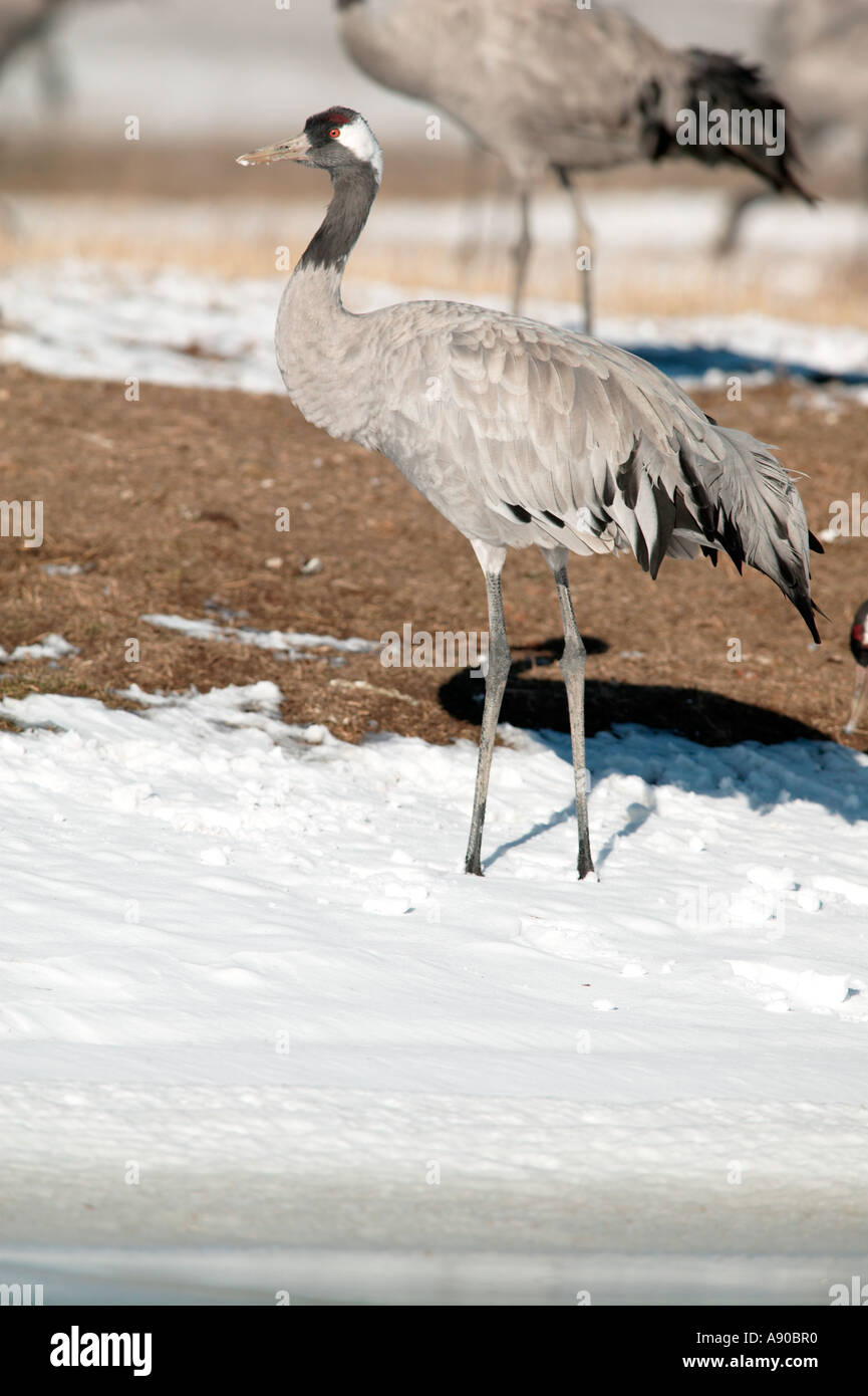 Common European Crane (Grus grus). Gallocanta, Spain Stock Photo - Alamy