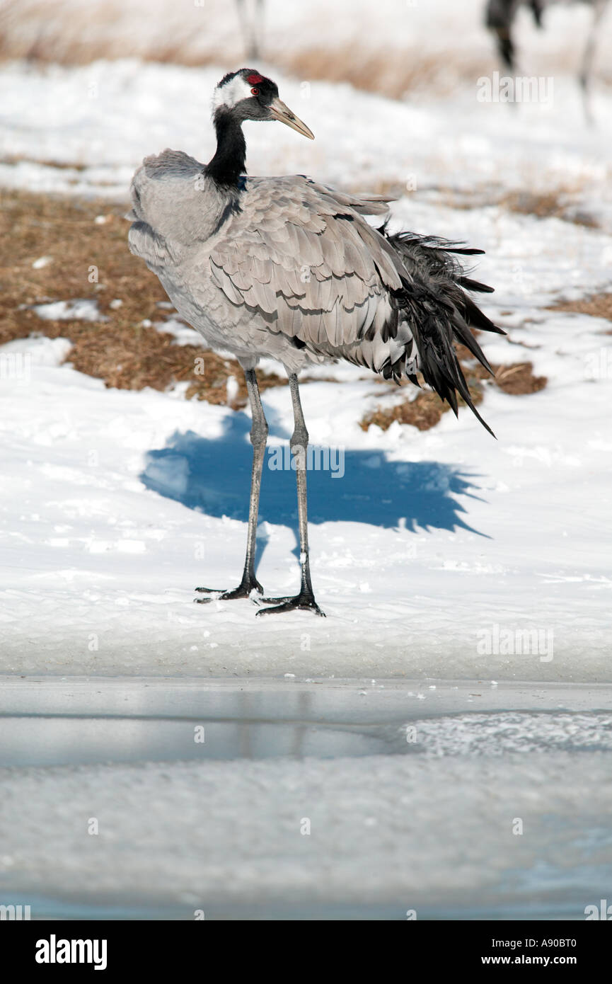 Common European Crane (Grus grus). Gallocanta, Spain Stock Photo - Alamy