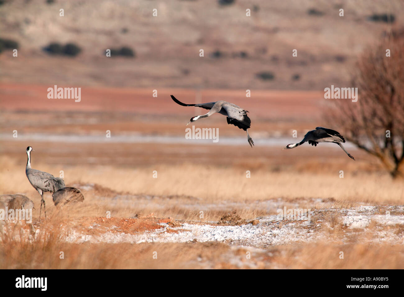 Common European Crane (Grus grus). Gallocanta, Spain Stock Photo - Alamy