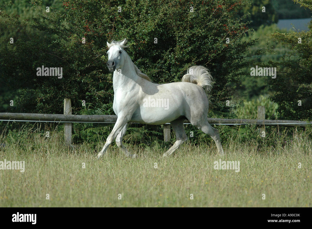 Grey arab trot hi-res stock photography and images - Alamy