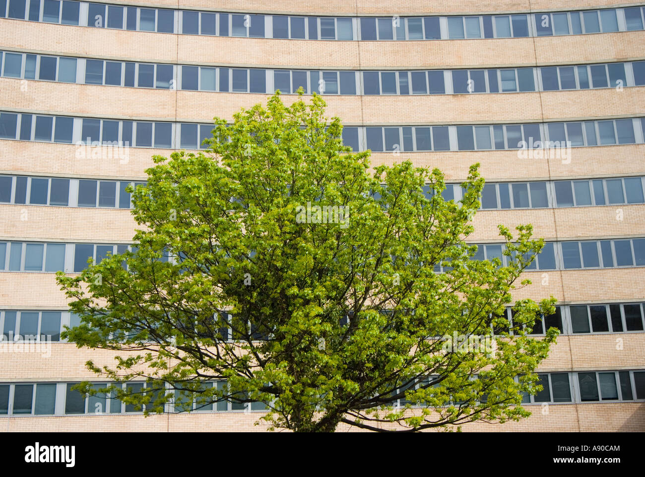A maple tree in early spring makes a strange juxtaposition of nature ...