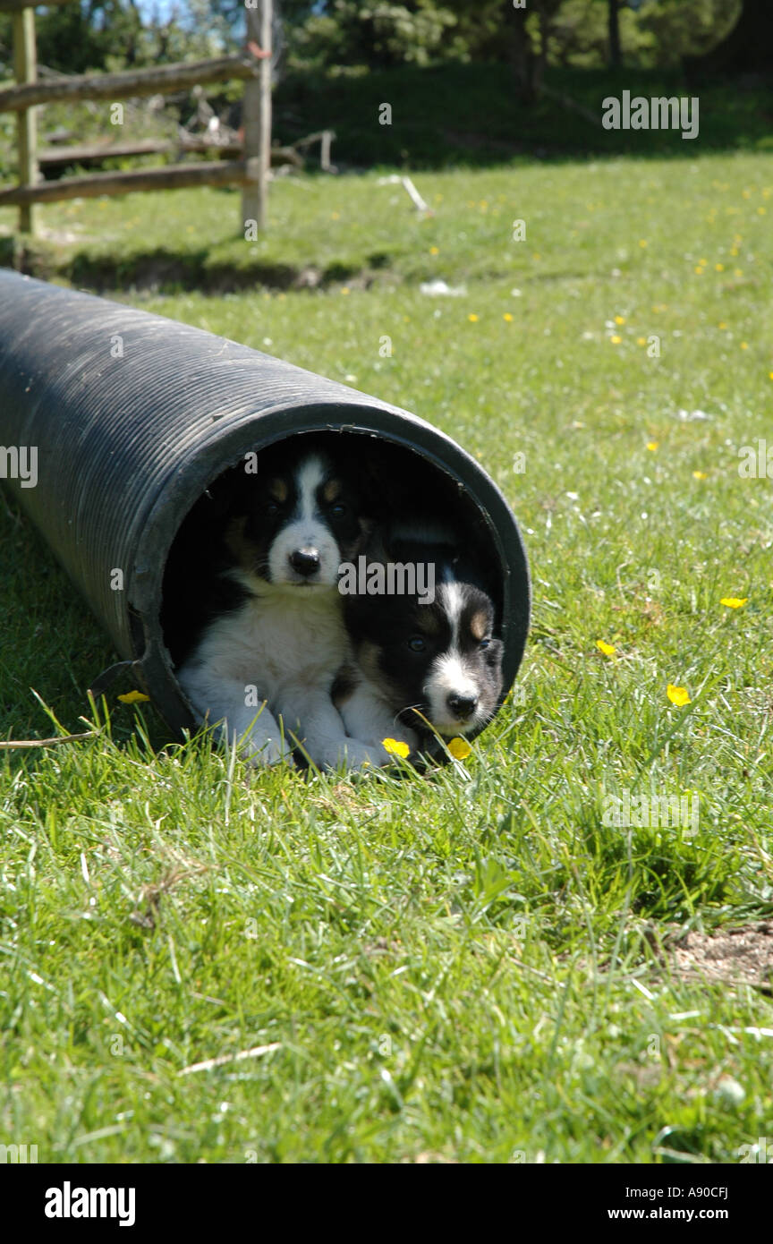 Two collie puppies in pipe Stock Photo - Alamy