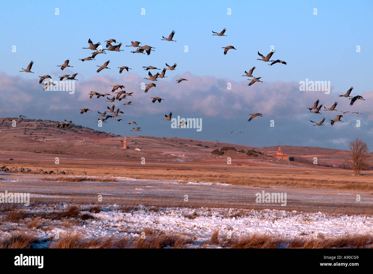 Common European Crane (Grus grus). Gallocanta, Spain Stock Photo - Alamy