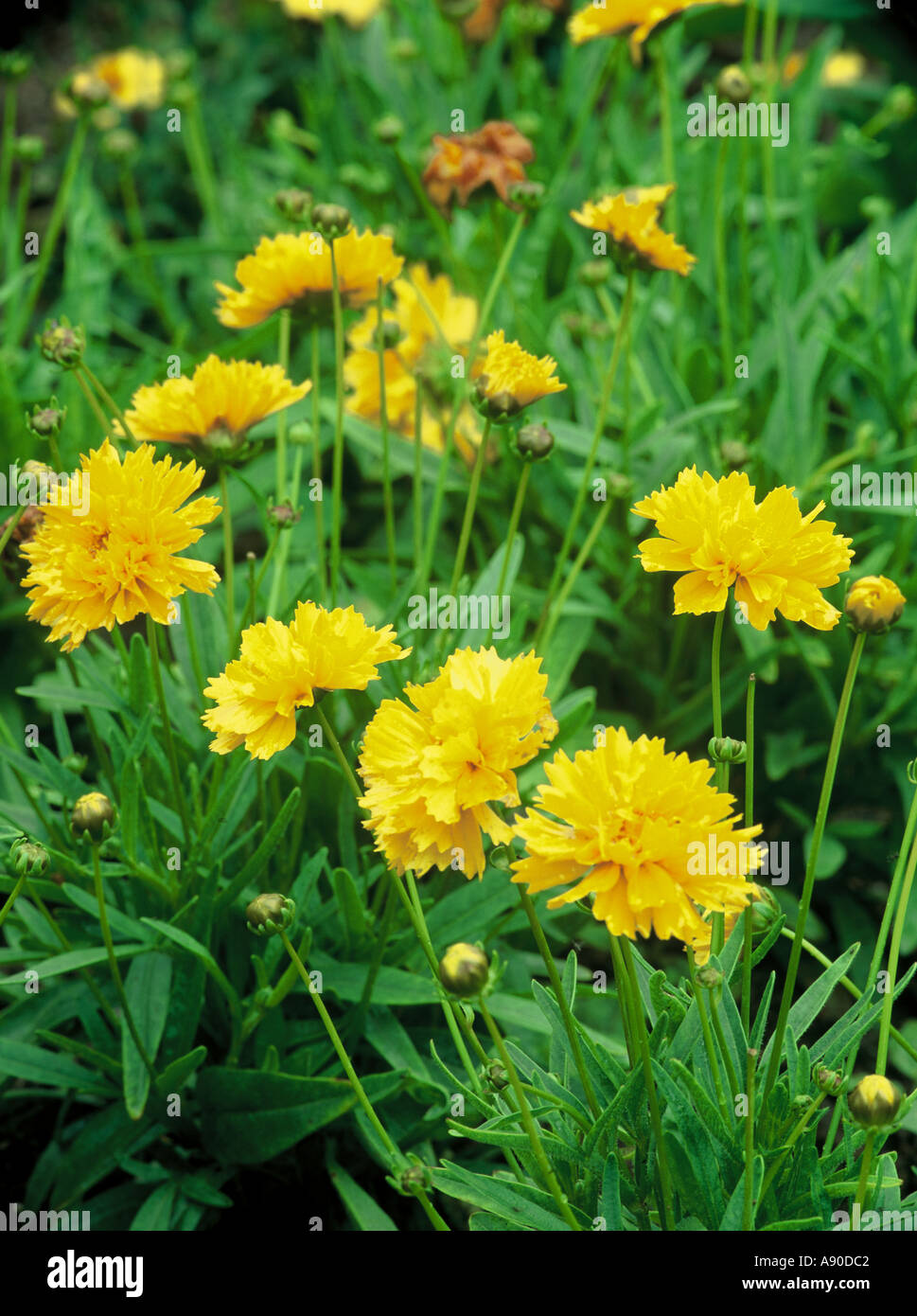 Coreopsis grandiflora Early sunrise Stock Photo - Alamy