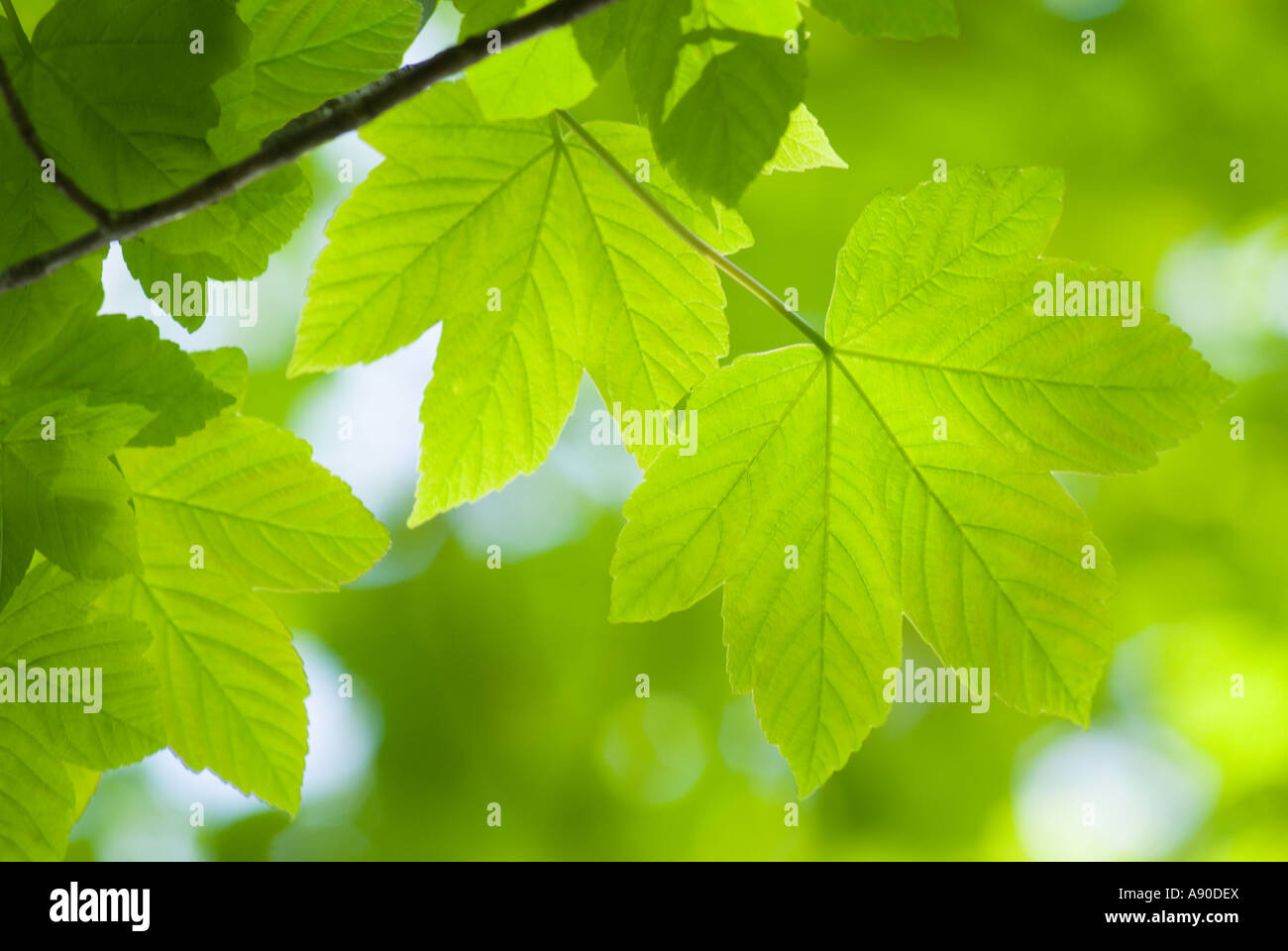 A strong and graphic close up of beautiful fresh summer leaves hanging ...