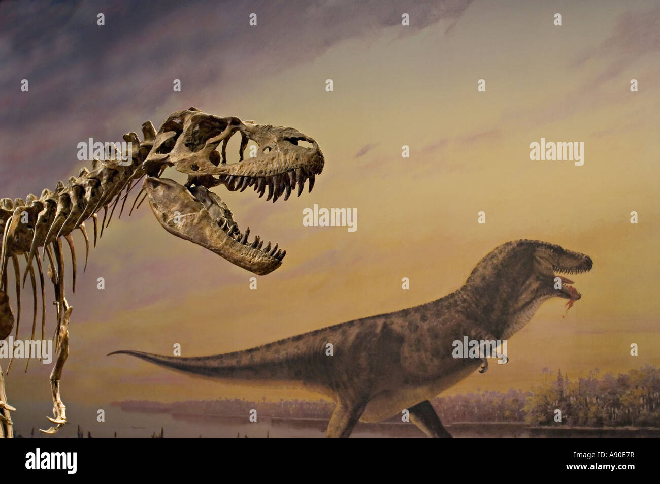 Albertosaurus dinosaur skeleton exhibit Stock Photo - Alamy