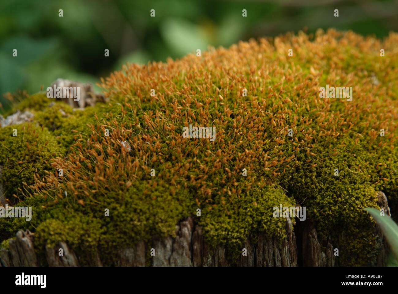 moss natural damp wet fungus fungi Stock Photo - Alamy