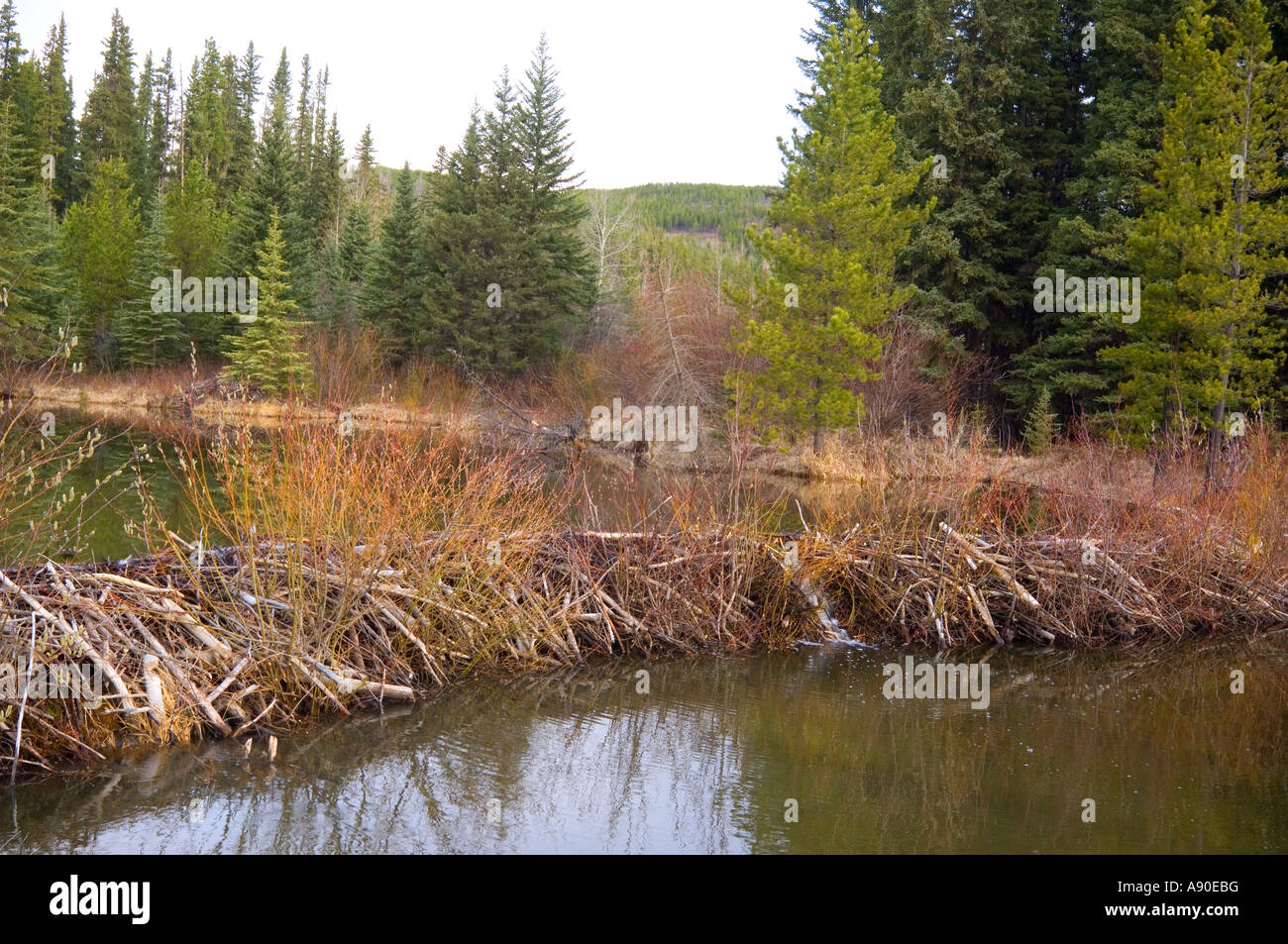 Beavers built dam hi-res stock photography and images - Alamy