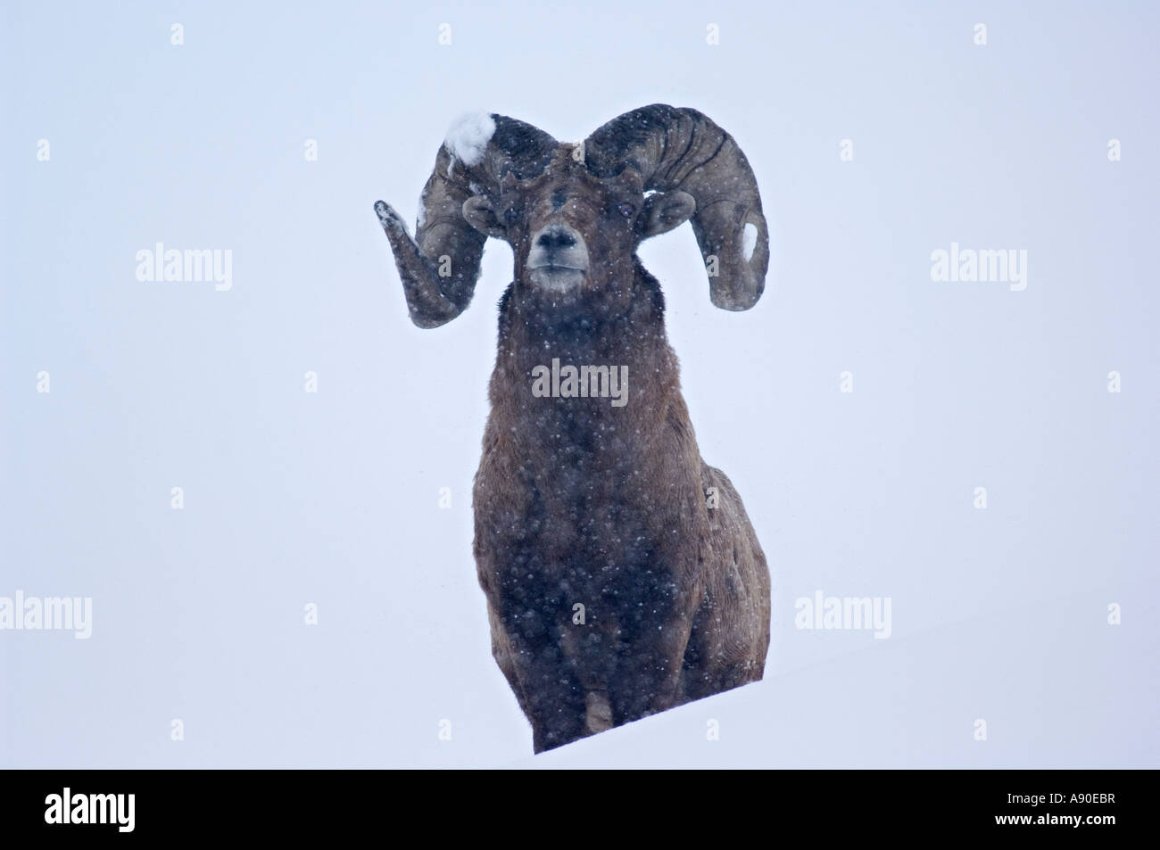 A Bighorn Sheep ram standing looking over a ridge in a snow storm Stock ...