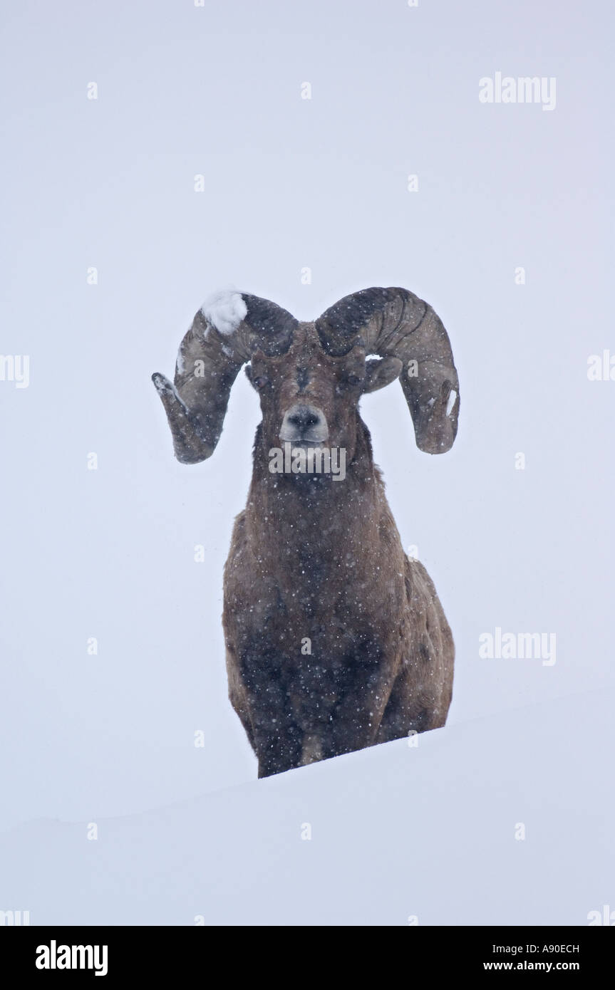 A Bighorn Sheep ram standing looking over a ridge in a snow storm Stock ...