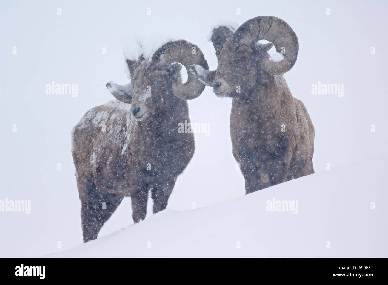 Two Bighorn Sheep looking down from a hilltop in a snowstorm Stock ...