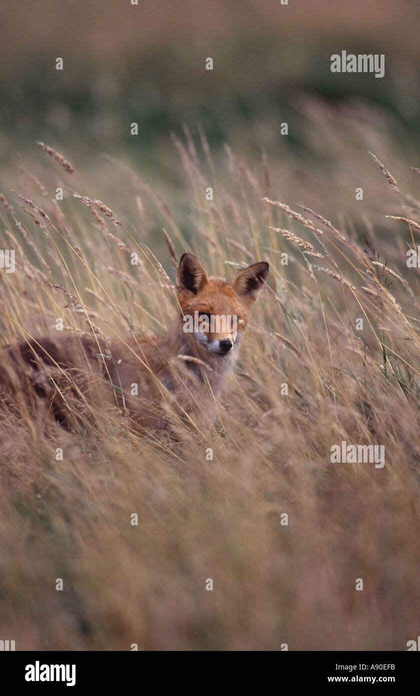 Red fox hunting rabbits hi-res stock photography and images - Alamy
