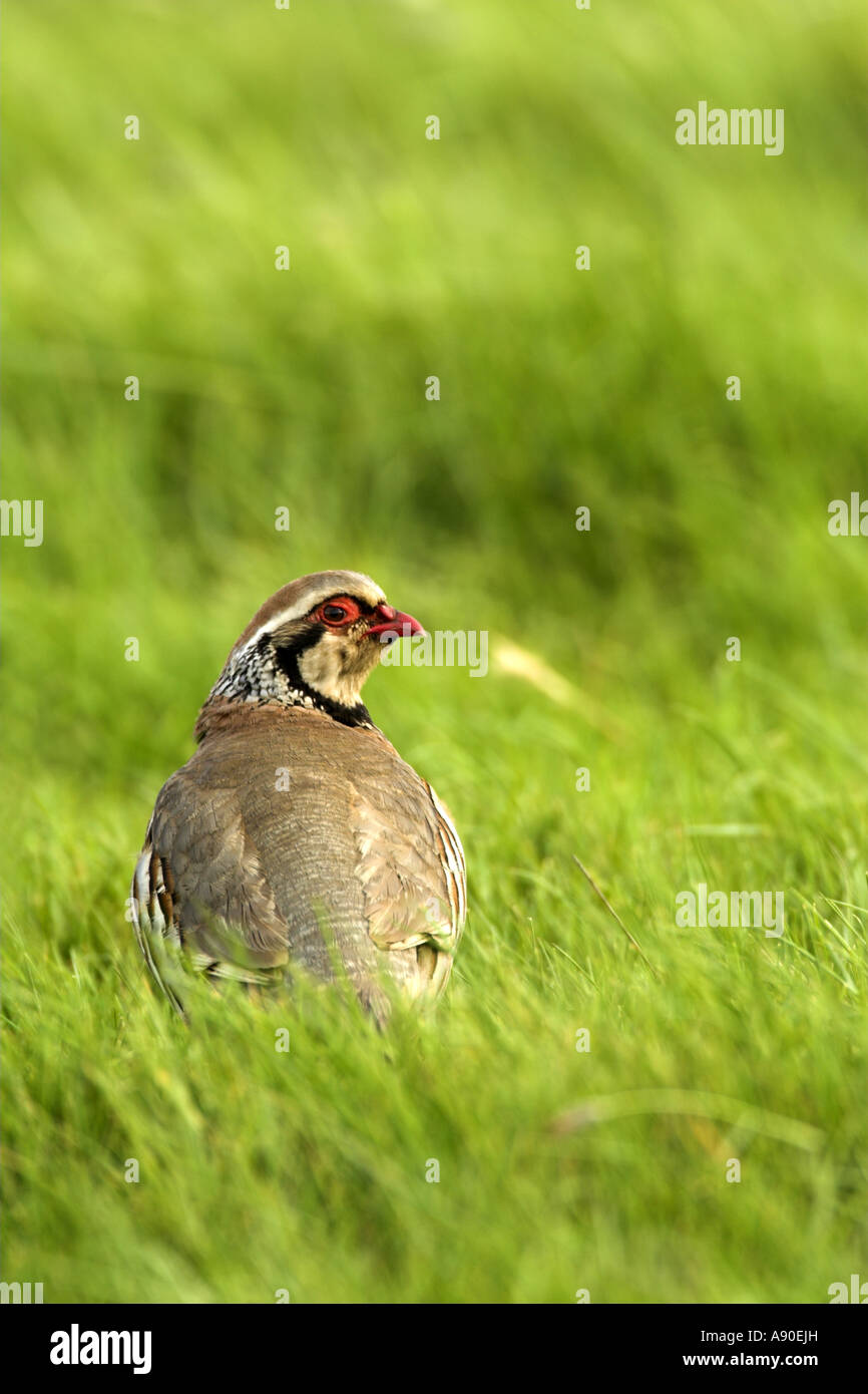 Red-legged Partridge Alectoris rufa Kent UK spring Stock Photo - Alamy