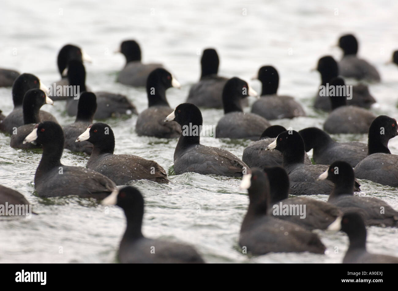 A flock of Coot ducks Stock Photo - Alamy