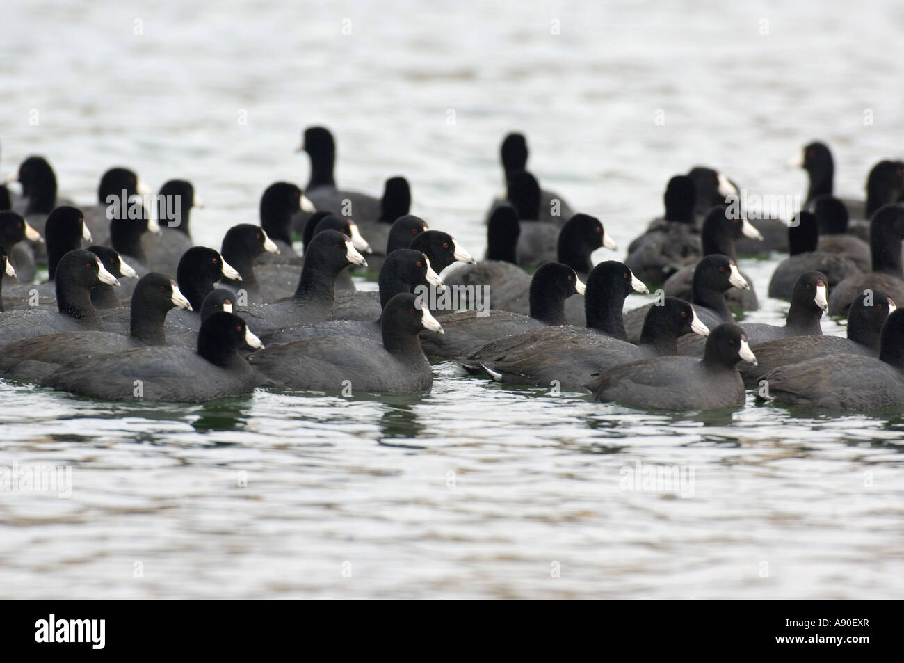 A flock of Coot ducks.Coot Ducks Stock Photo - Alamy