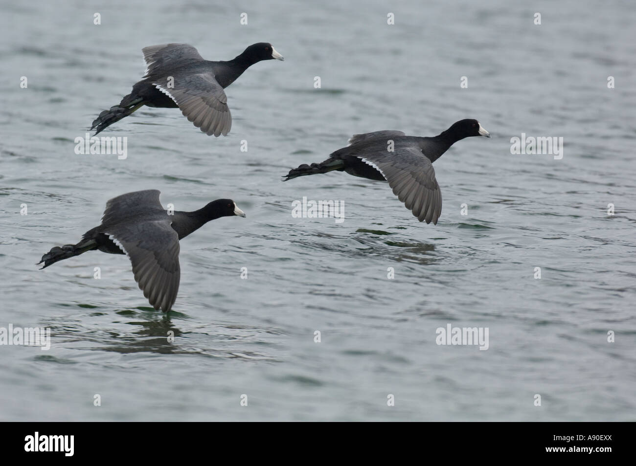 Three Coot Ducks flying Stock Photo - Alamy