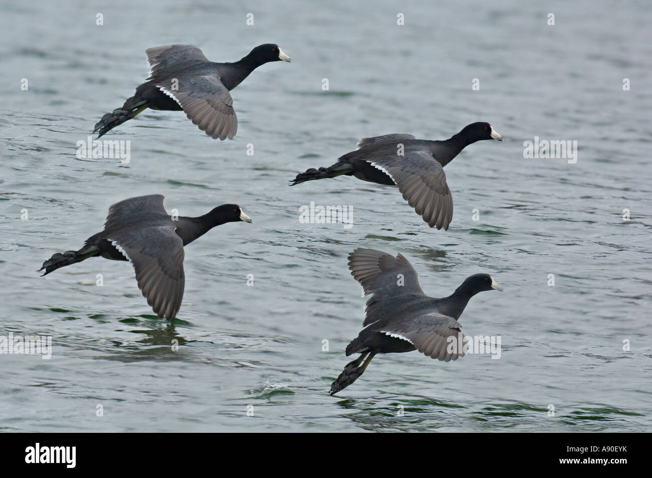 Four Coot Ducks flying Stock Photo - Alamy