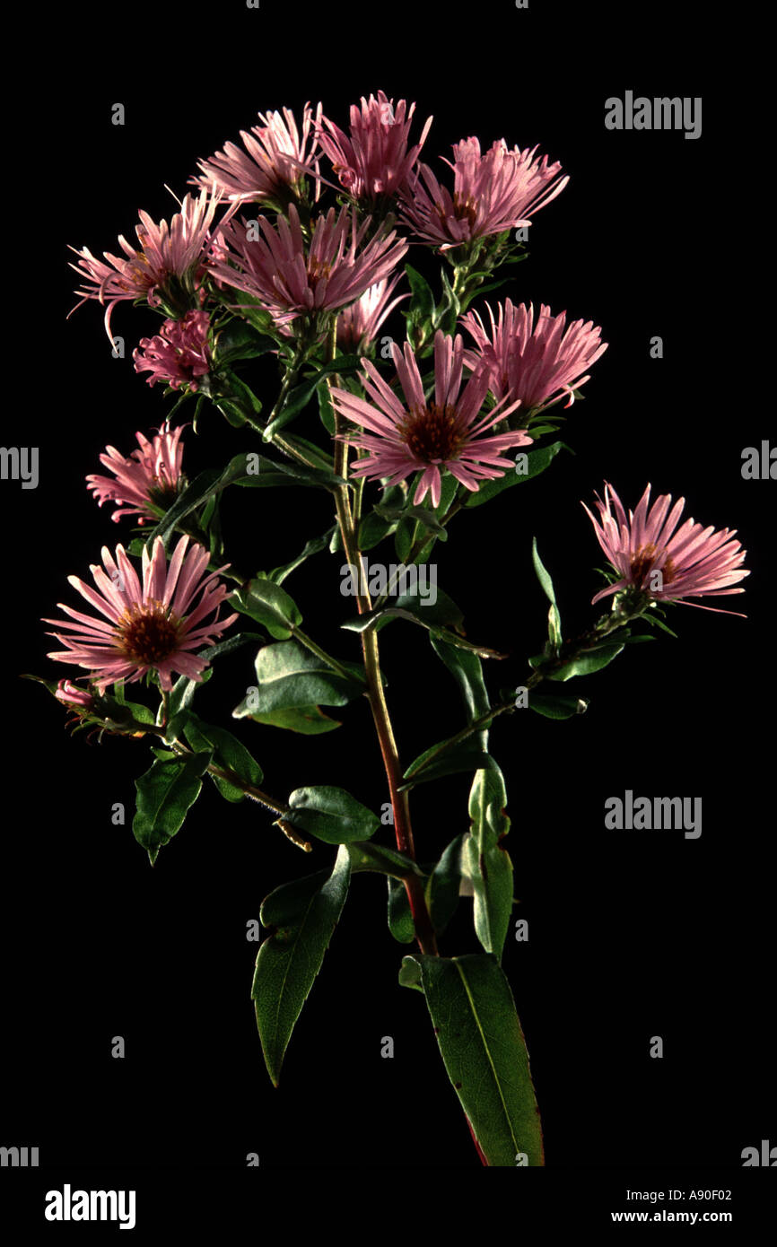 Close up of Smooth Aster Aster laevis Stock Photo - Alamy