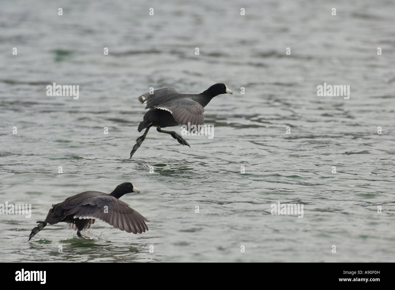 Two Coot Ducks running on water Stock Photo - Alamy
