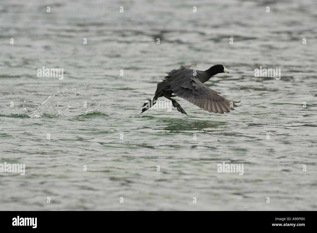 A Coot Duck running on water Stock Photo - Alamy