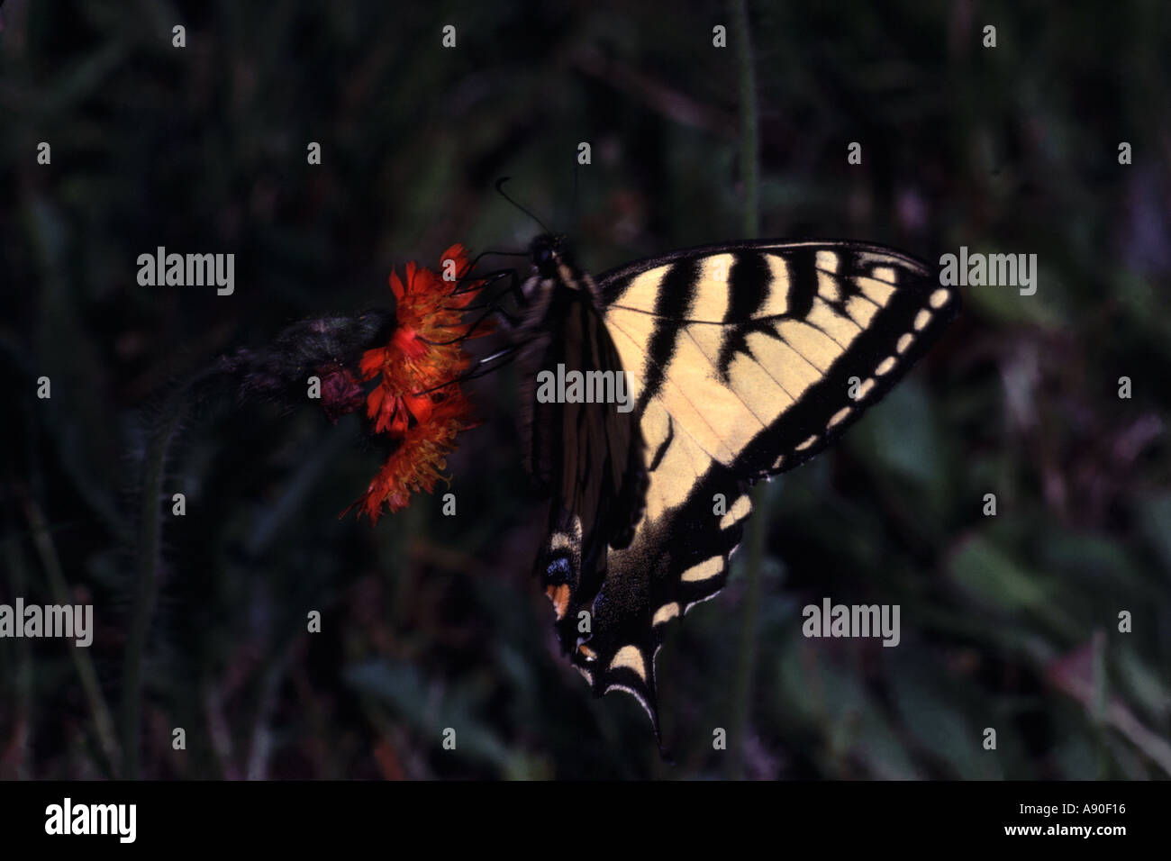 Devil butterfly hi-res stock photography and images - Alamy