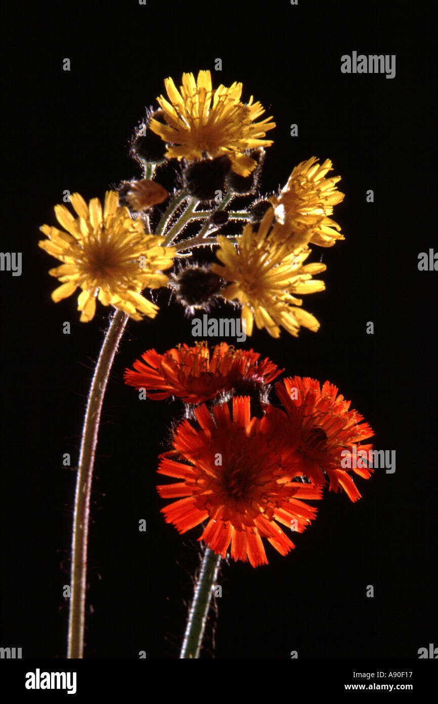 Hawkweeds hi-res stock photography and images - Alamy