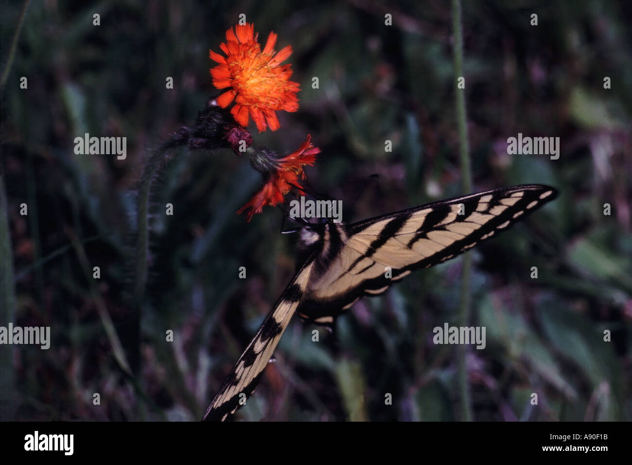 Devil butterfly hi-res stock photography and images - Alamy