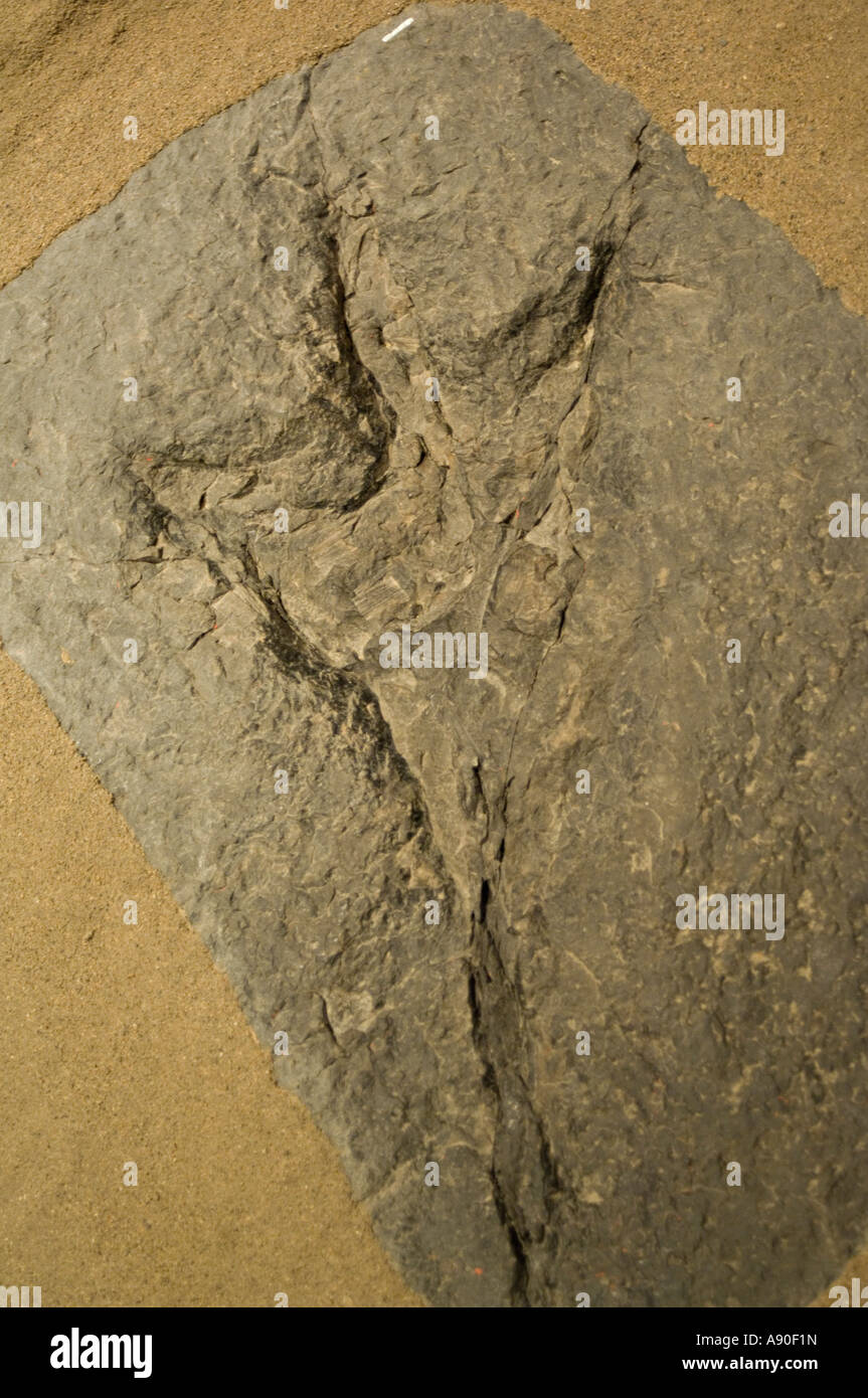 Dinosaur footprint hi-res stock photography and images - Alamy