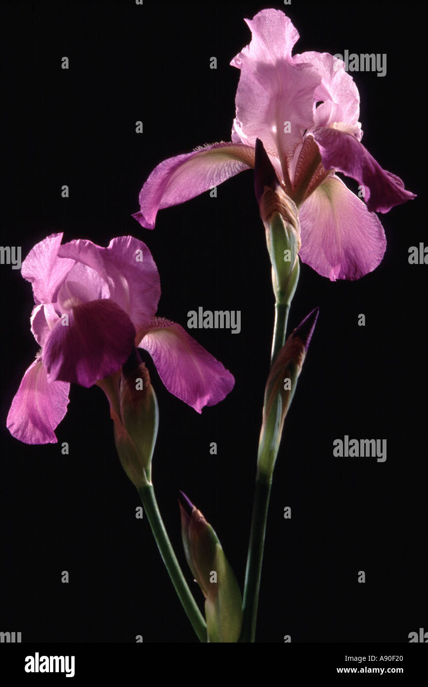 Bearded Iris Iris germanica Stock Photo - Alamy