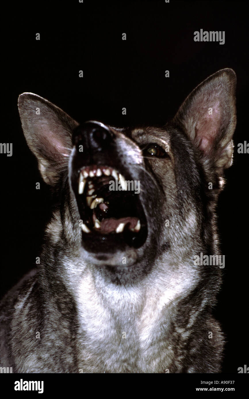 Snarling german shepherd hi-res stock photography and images - Alamy