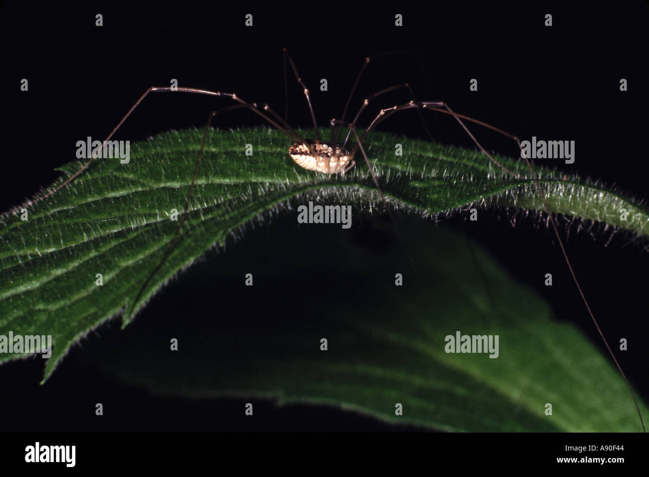 Harvestman or Daddy Long Legs walking on leaf Stock Photo - Alamy