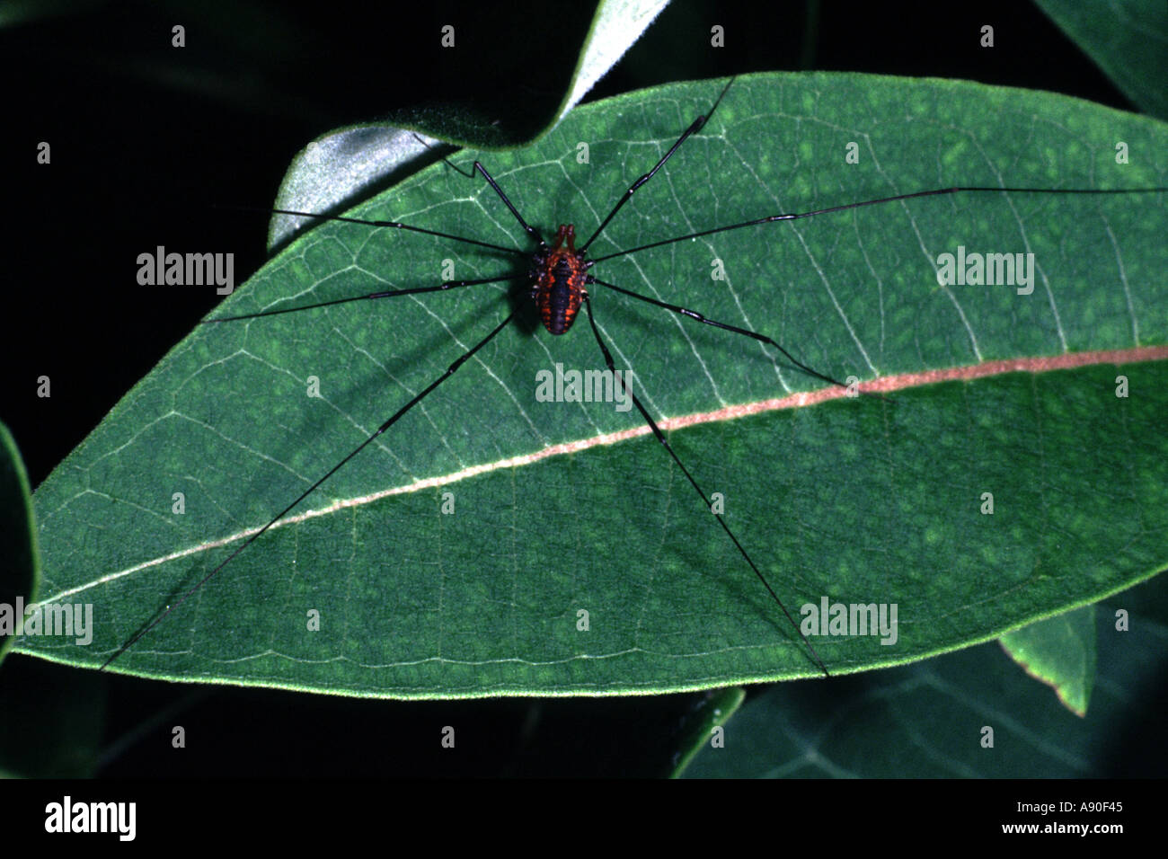 Harvestman or Daddy Long Legs walking on leaf Stock Photo - Alamy