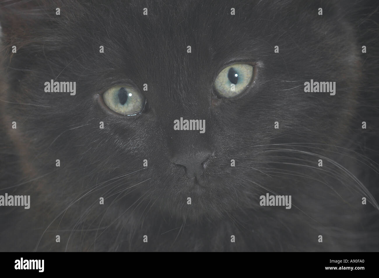 Black cats eyes Stock Photo - Alamy