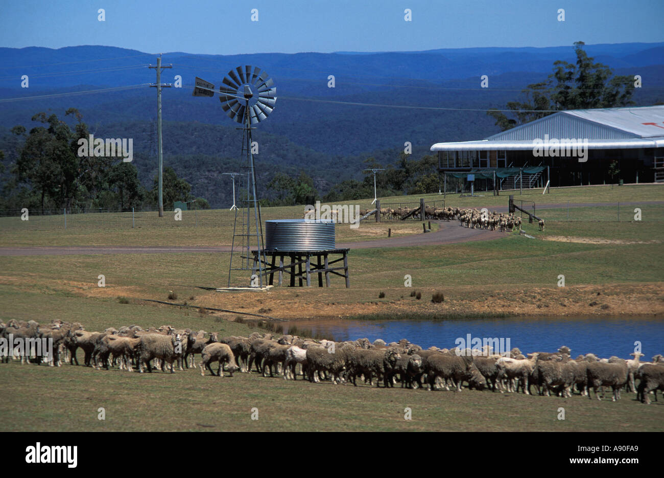 Sheep farm australia hi-res stock photography and images - Alamy