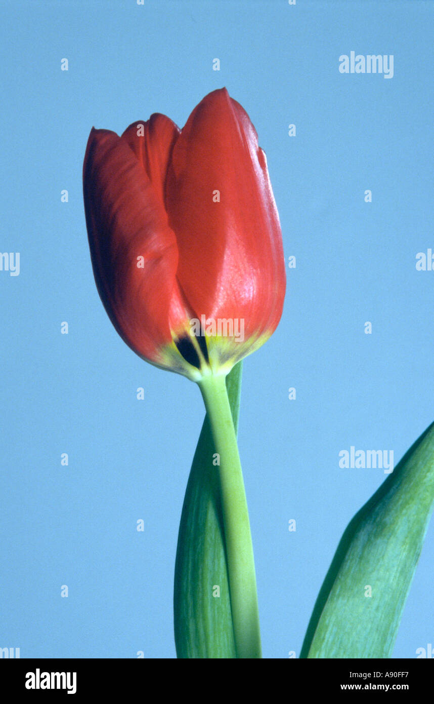 One red Tulip Stock Photo - Alamy