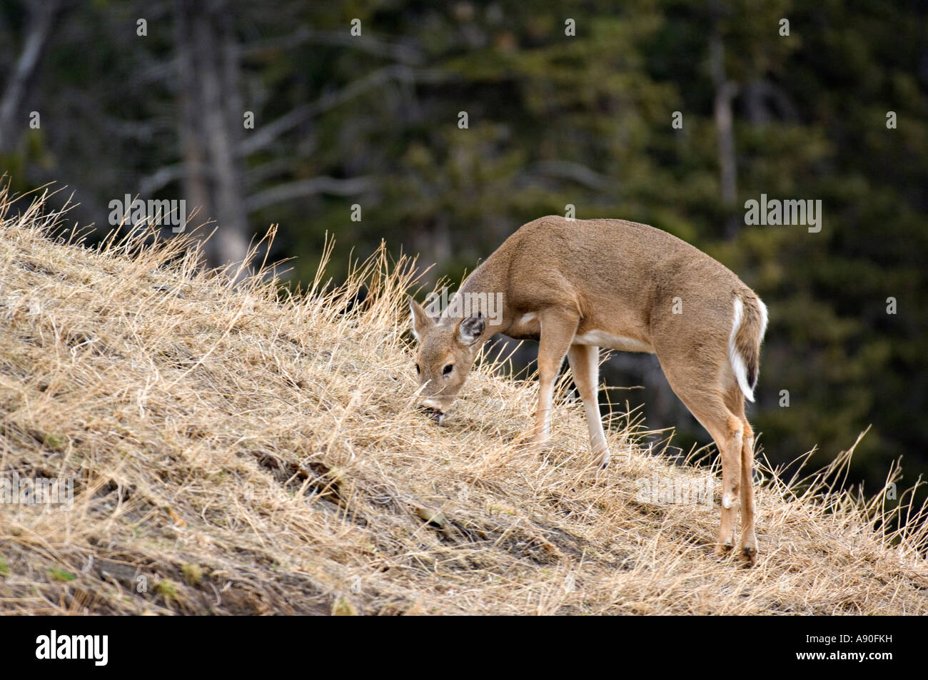 Whitetail Doe Deer Stock Photo - Alamy