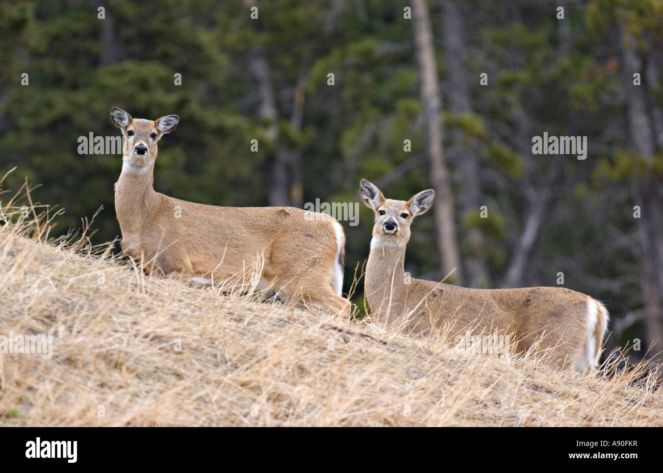 Whitetail Doe Deer 12 Stock Photo - Alamy