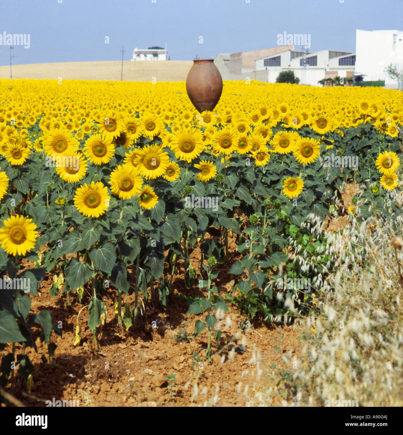 Sunflowers in province of Cordoba Spain Stock Photo - Alamy