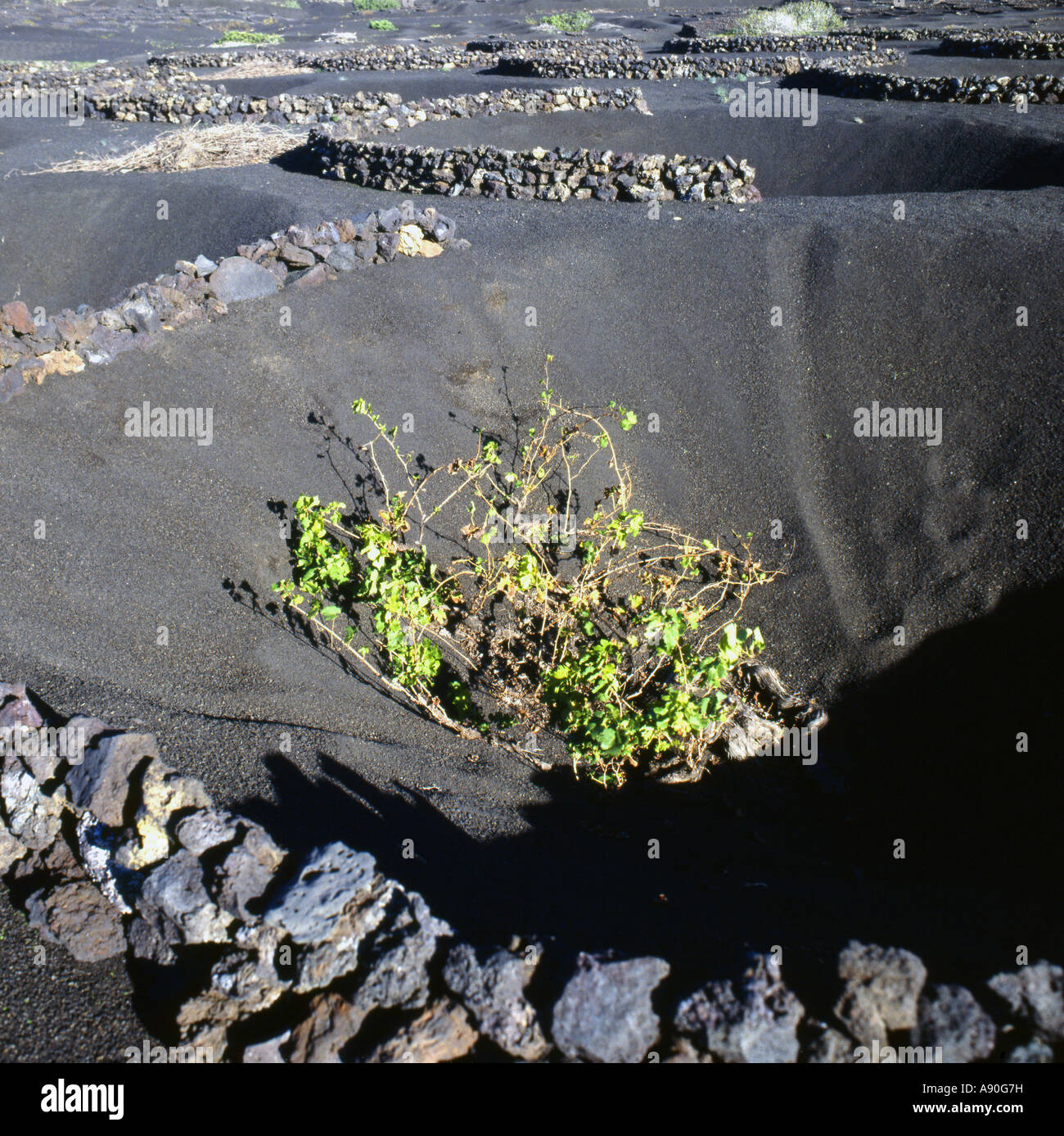 Vine Growing in Hollowed Cut Lava, on Lanzarote Canary Isles Spain ...