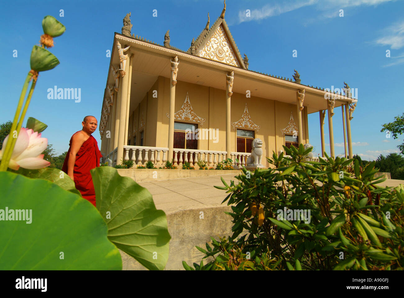 A lone monk walks past a blooming lotus blossom one of the symbols of ...