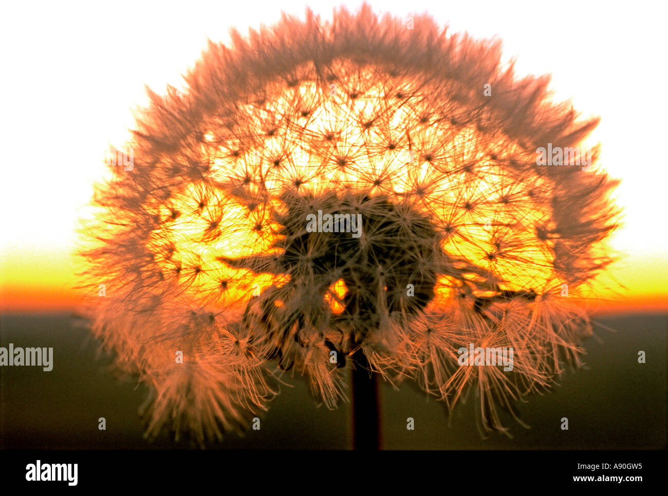 Pappus bristles hi-res stock photography and images - Alamy