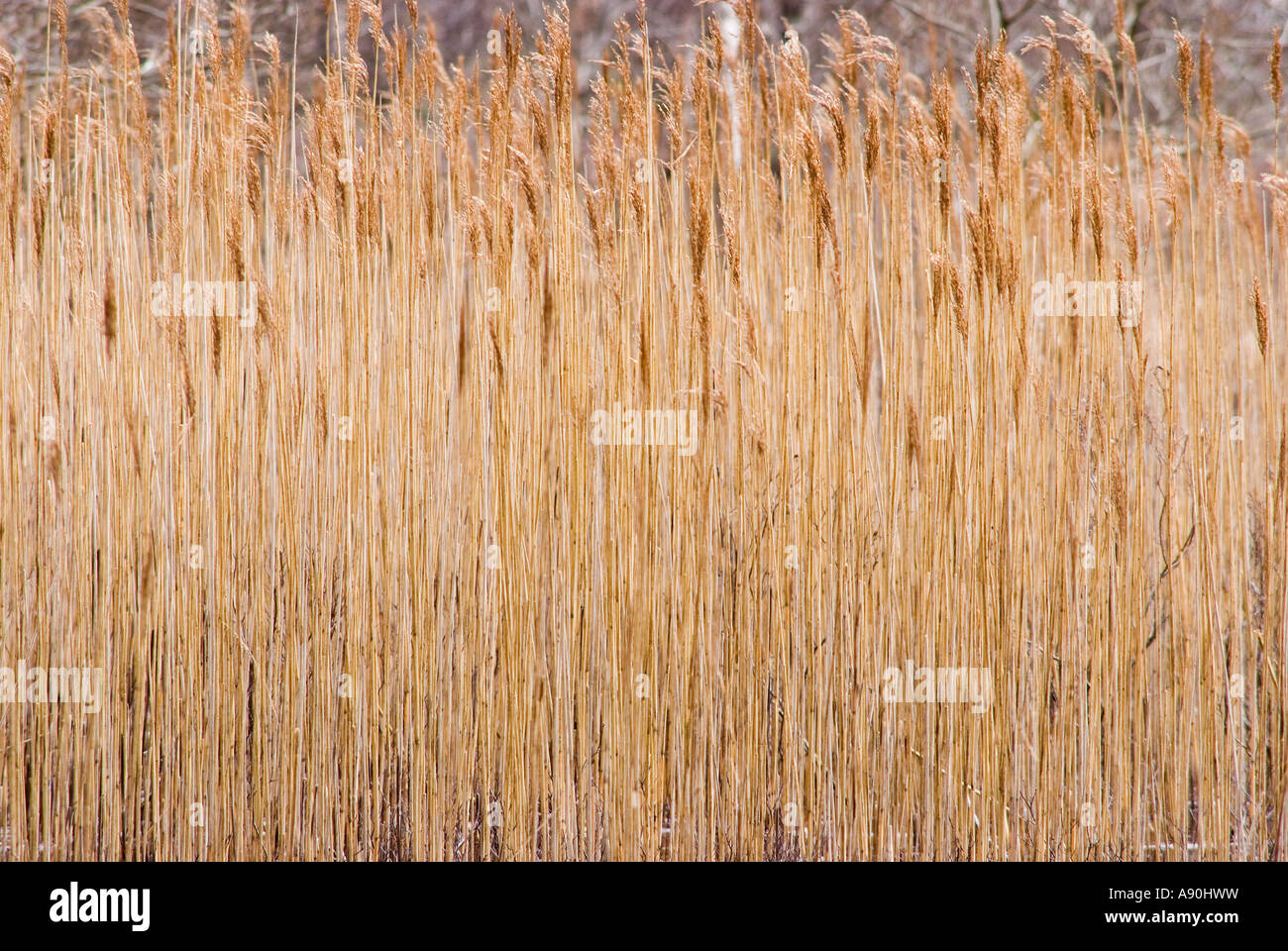 Golden brown slender stems of reeds on the edge of a scottish loch make ...
