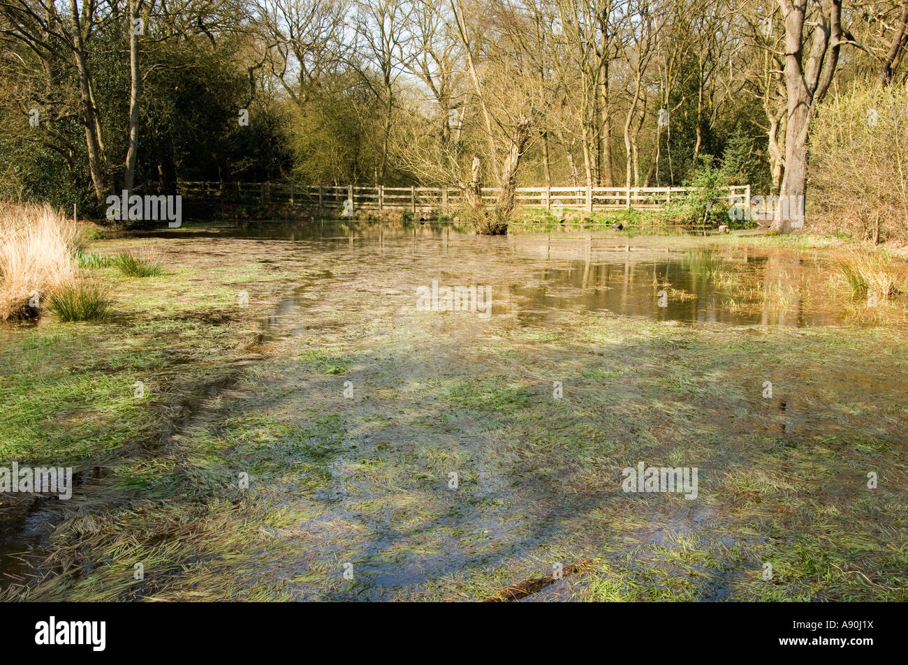 pond set in woodland, Wimbledon Common, London, England Stock Photo - Alamy