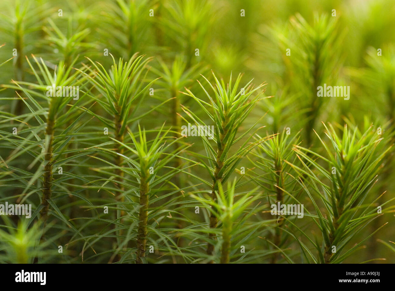 Scottish moss hi-res stock photography and images - Alamy