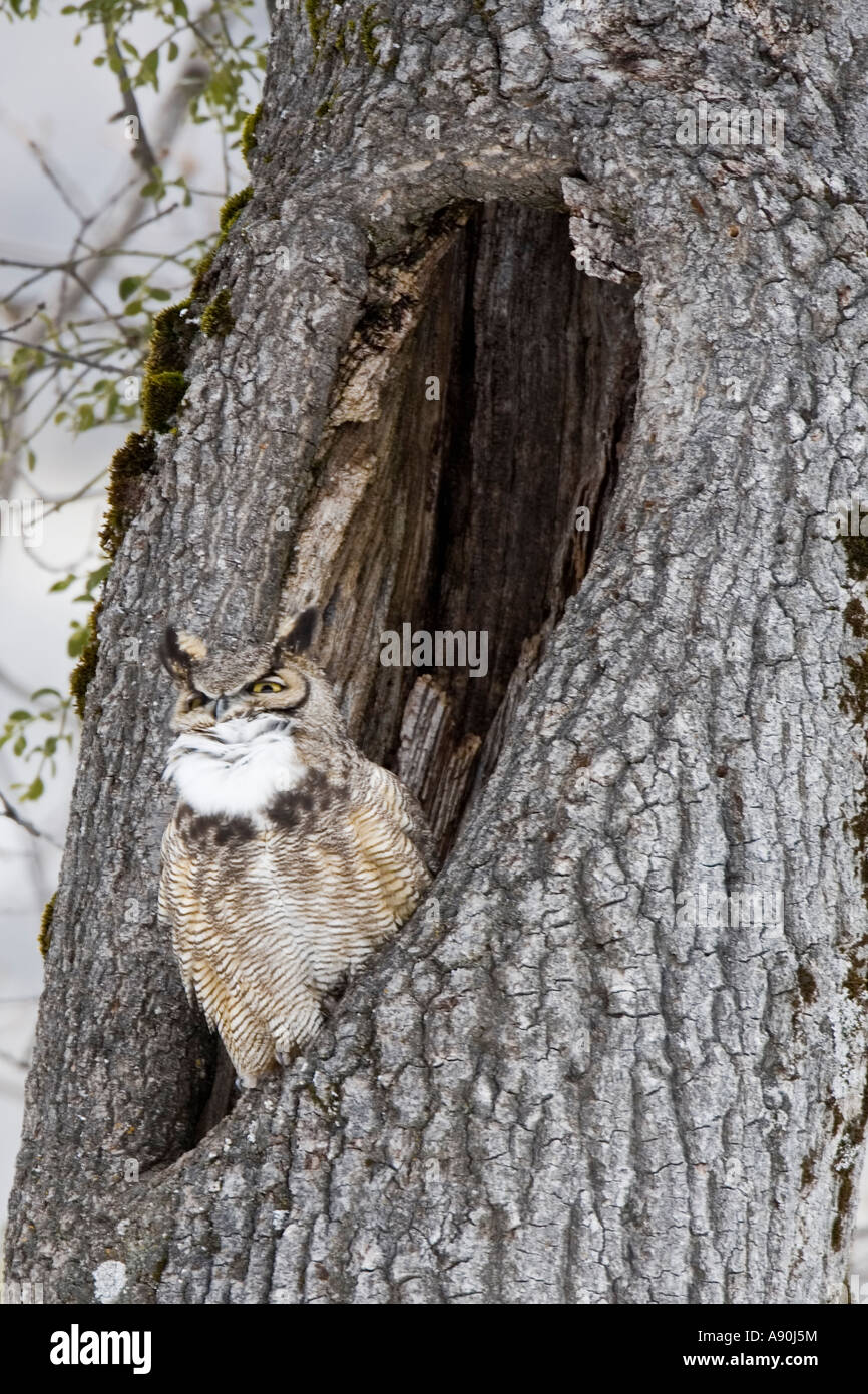 Great Horned Owl roosting in the hollow of a tree Stock Photo - Alamy
