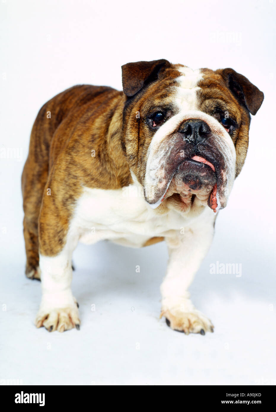 Bulldog teeth hi-res stock photography and images - Alamy