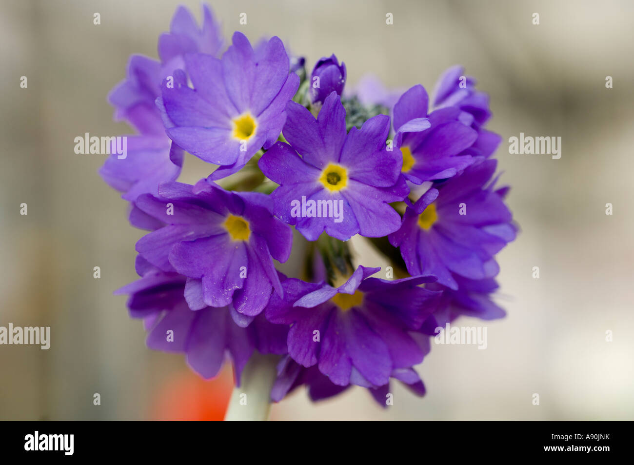 Primula lilac flower closeup Stock Photo - Alamy
