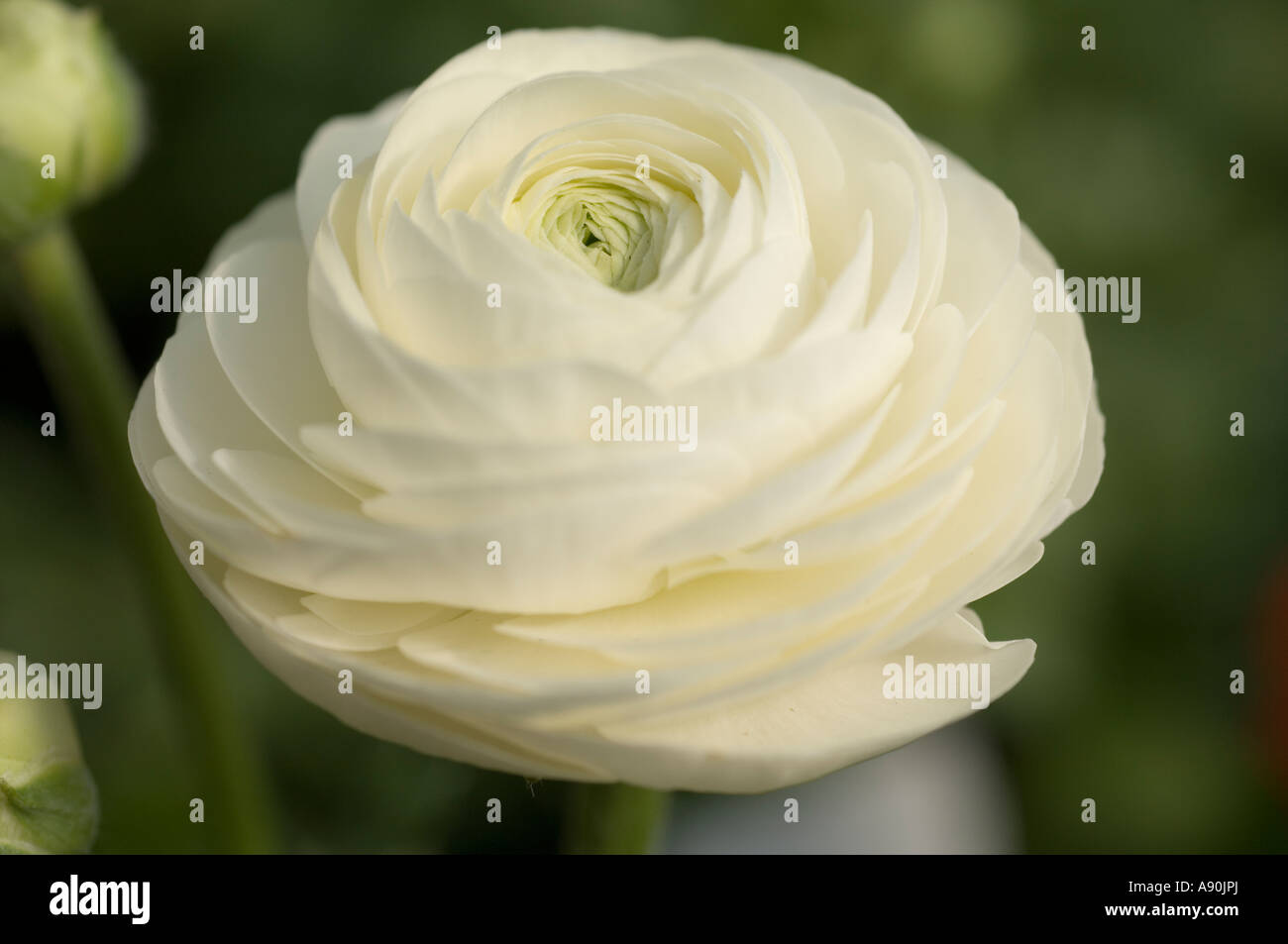 creamy white Ranunculus flower head closeup Stock Photo - Alamy